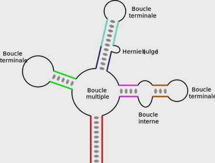 Boussayar: La variabilité de la structure secondaire de l'ARN : une ...