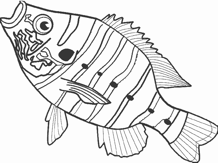 Interactive Magazine: snapper coloring pages