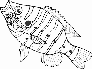 Interactive Magazine: snapper coloring pages
