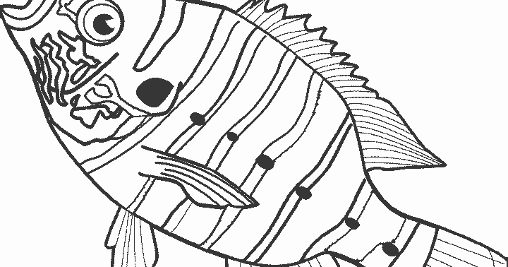 Interactive Magazine: snapper coloring pages