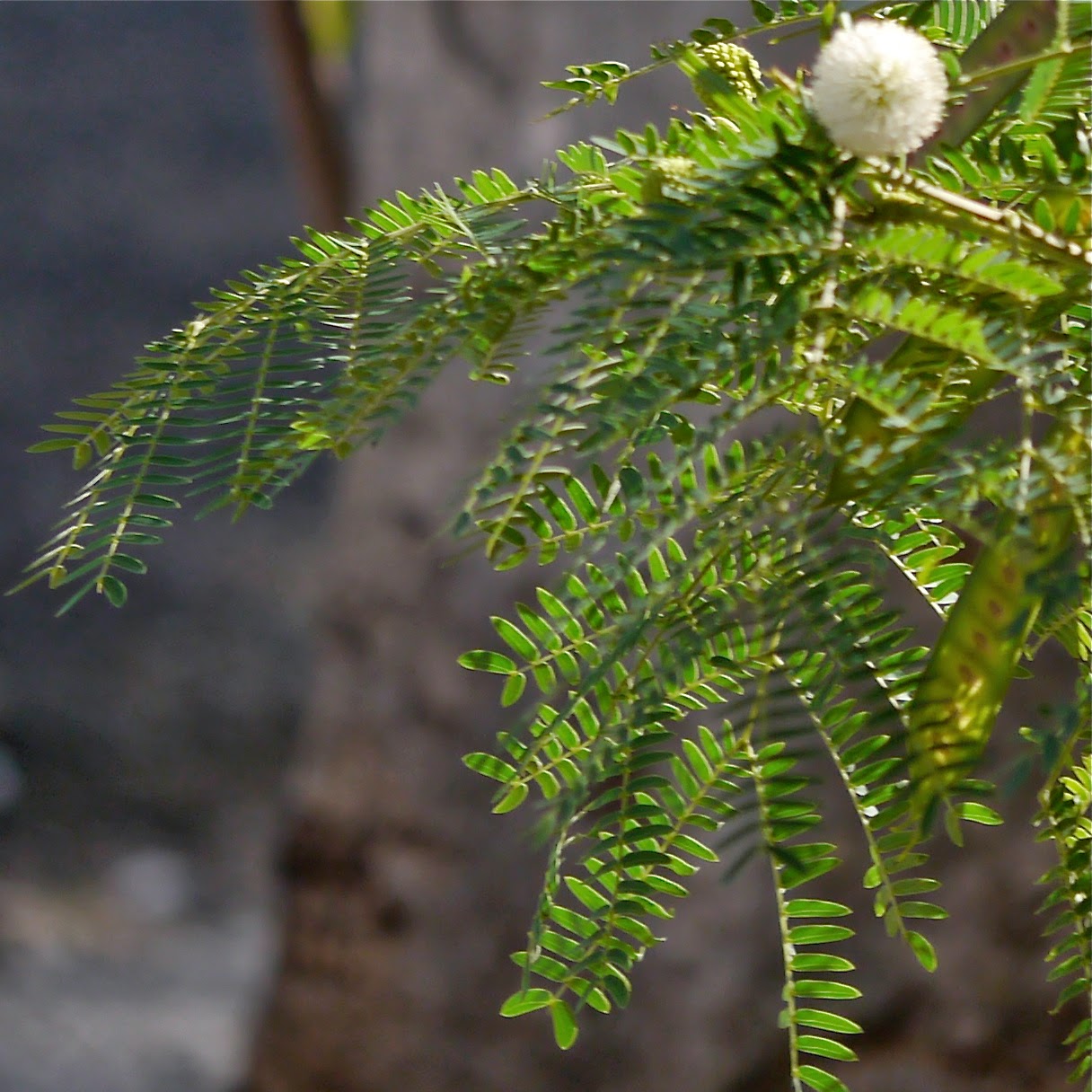 The World According to Mochi: Haole Koa