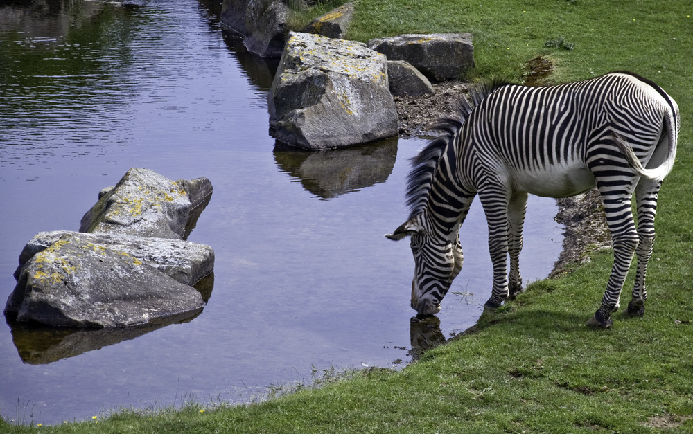 Trabajar en el zoo: Cuidados de la cebra