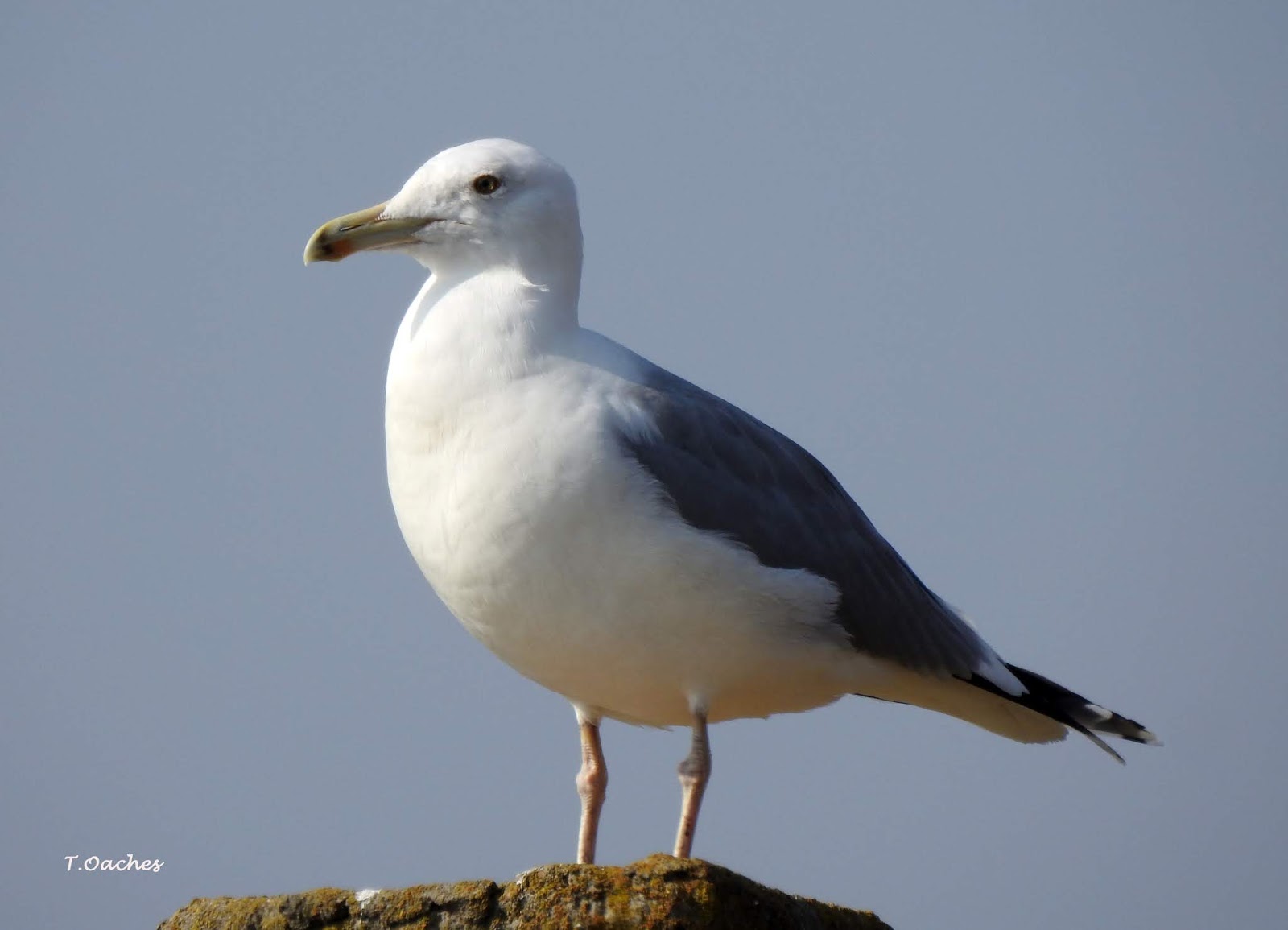 PASARI DIN ROMANIA: PESCARUS PONTIC, Larus cachinnans