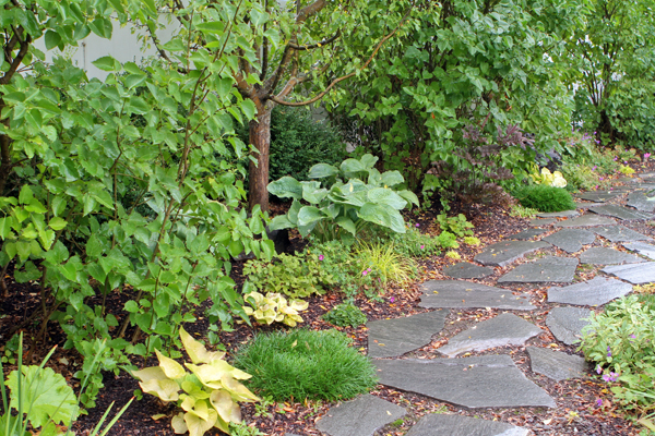 VW Garden: Adding Chartreuse to the Garden