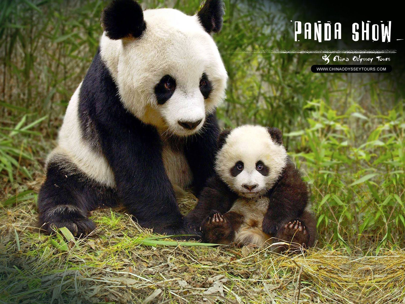 Bravo Wallpaper: Panda Wallpaper Pack 2 (1600x1200)