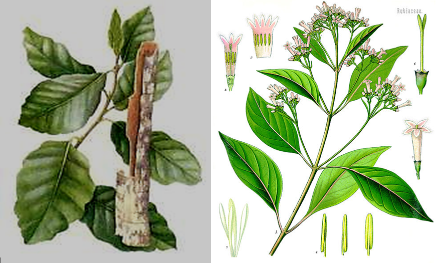 Bacterias Actuaciencia: Los indígenas de Ecuador dieron la quina al mundo