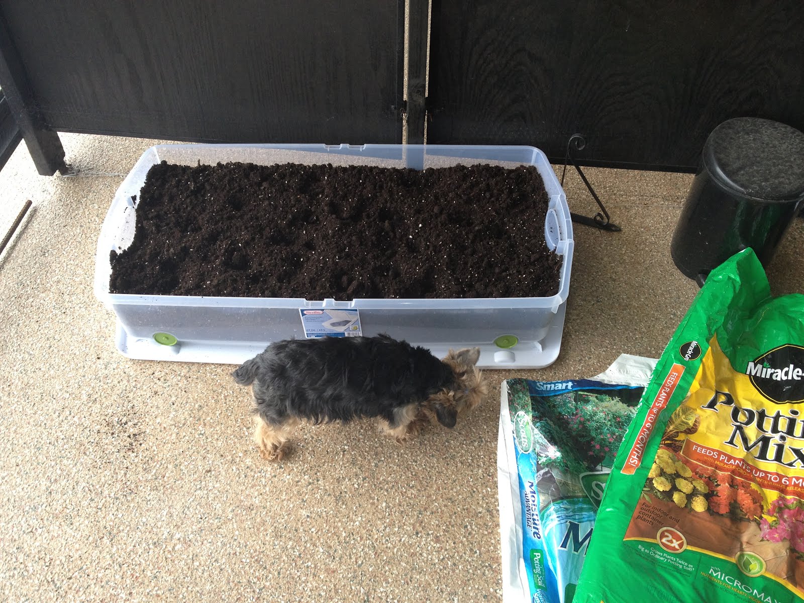 The Kate Plan: DIY Dog Potty: Day 1