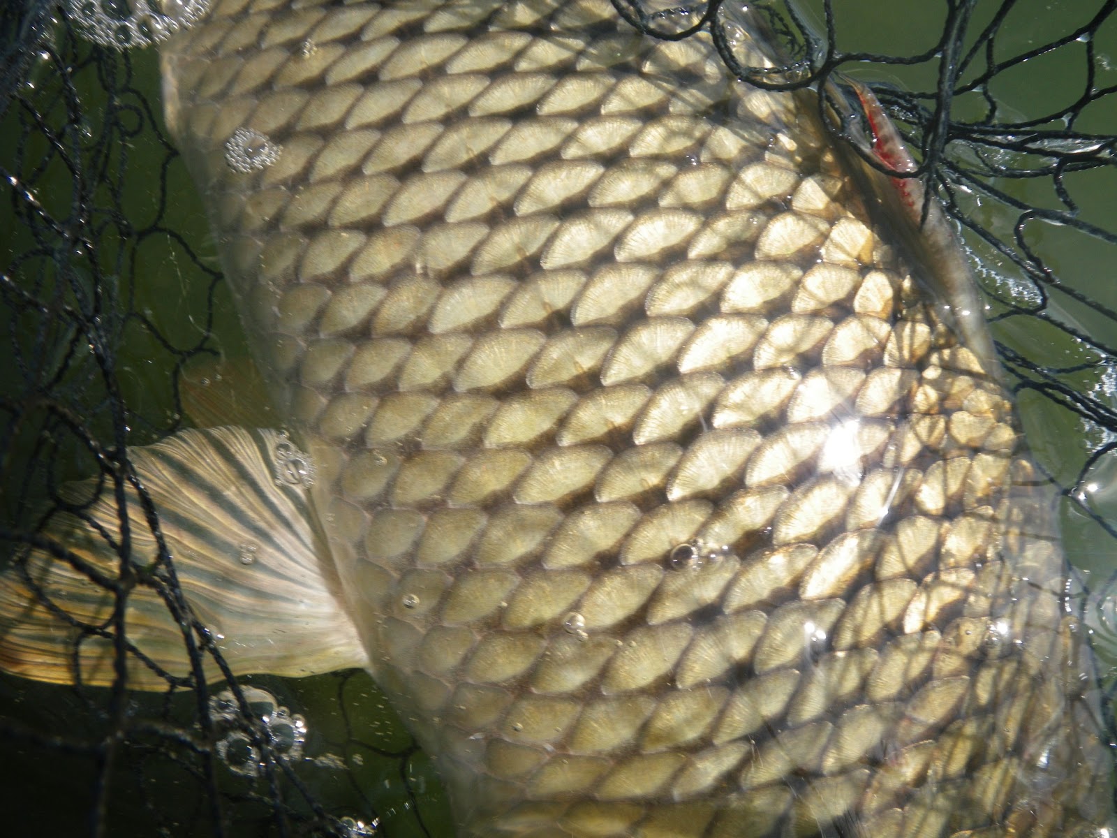 Got Backing? (Formerly Known as Mr. P.'s Blog): Carp Parts--Scales