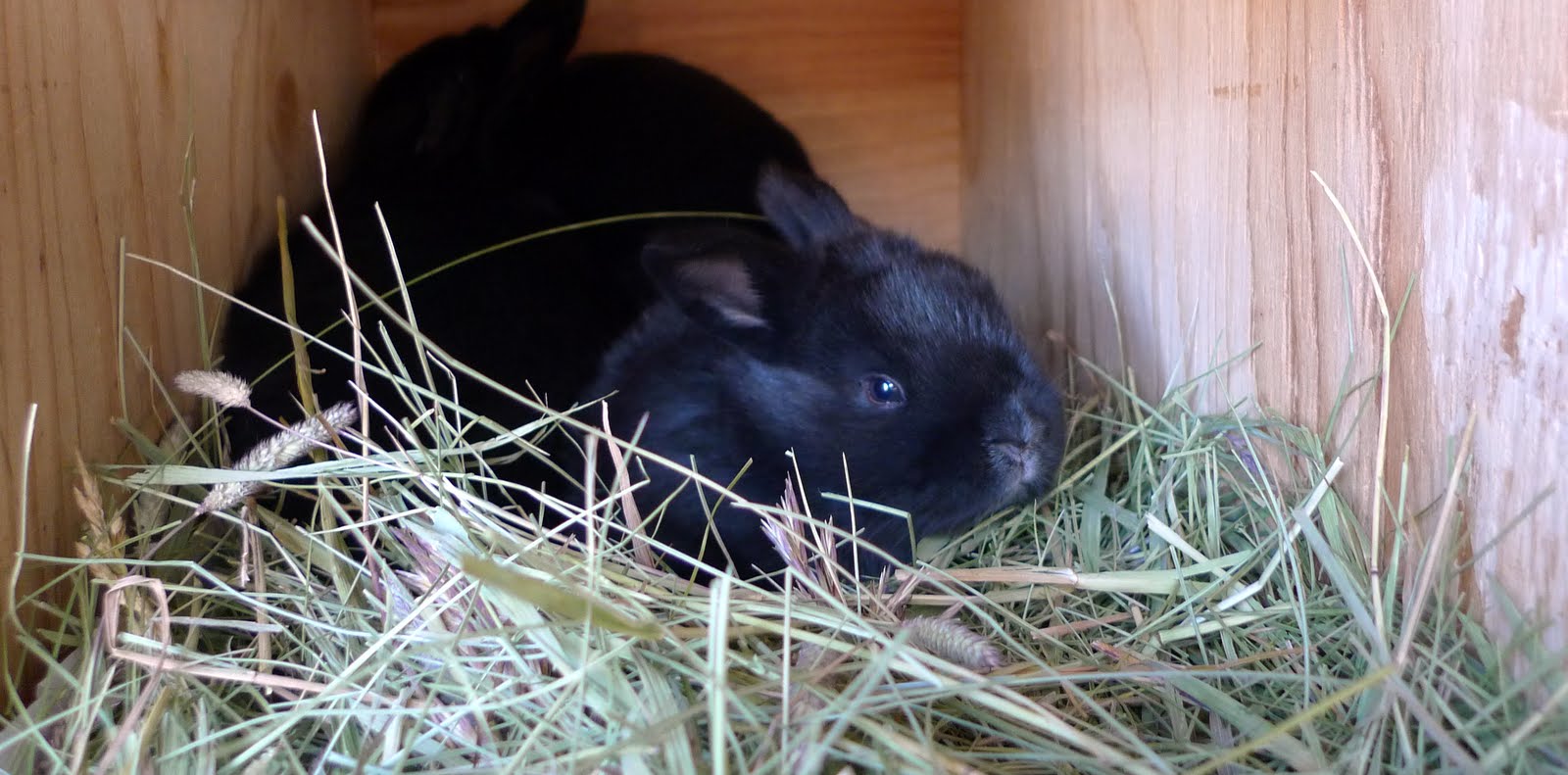 Treating Baby Rabbit Eye Infections - Backwoods Mama