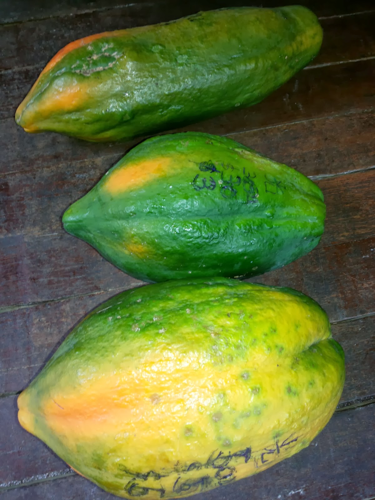 The Attractions Of Betong | PURVEYOR