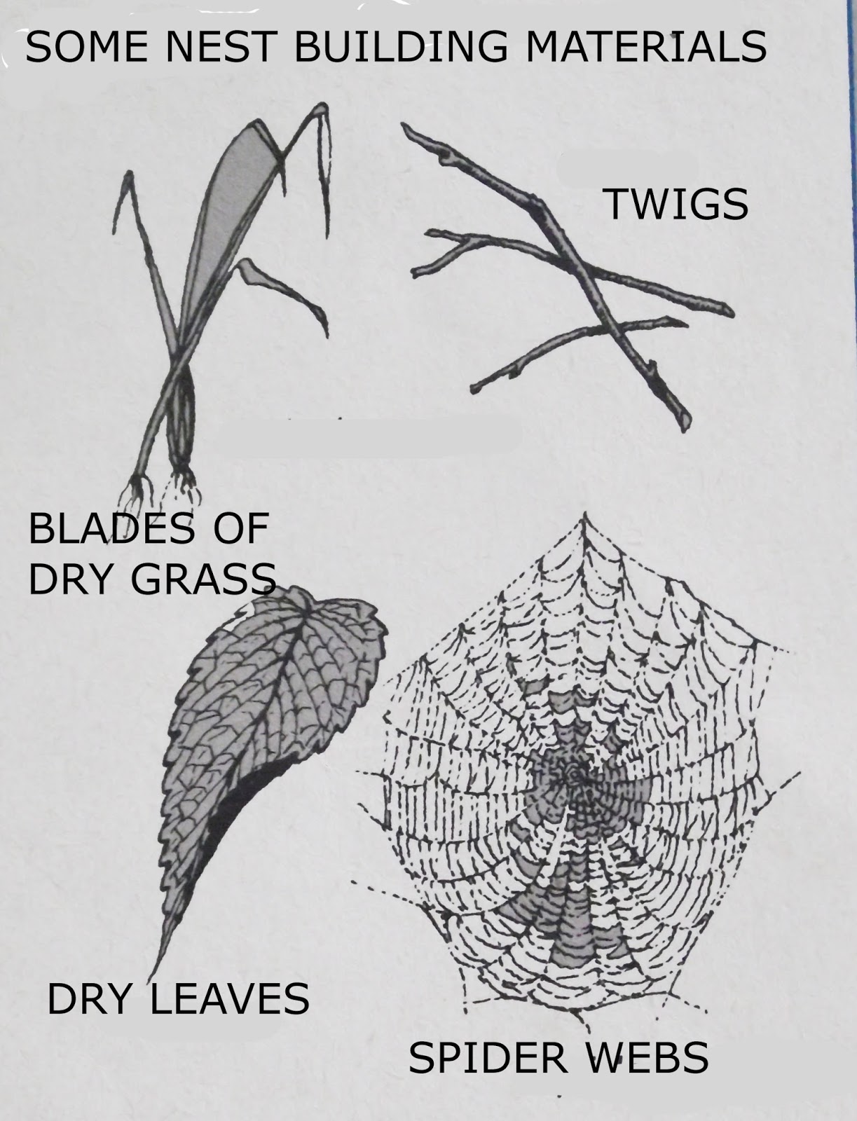 Ramvaidyblog: BIRDS – NESTING STYLES - NIDICOLOUS and NIDIFUGOUS BIRDS
