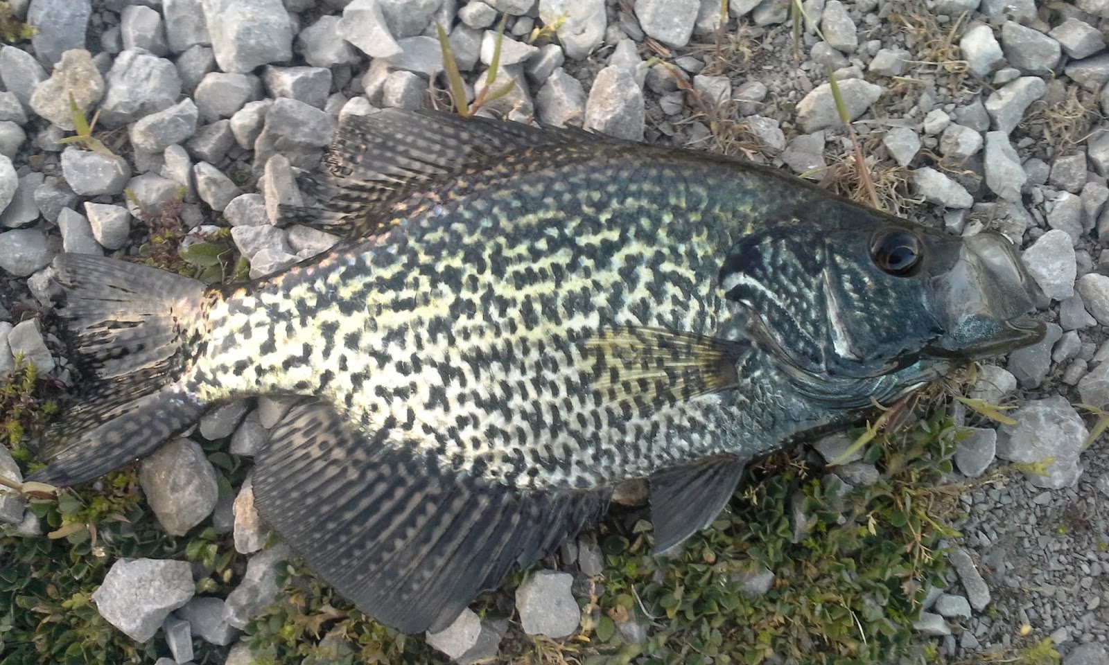 The Show Me Fly Guy: Beautiful Black Crappie