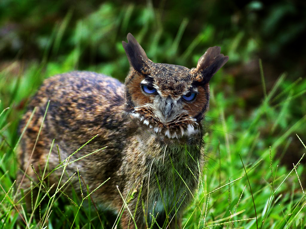 Creating with Kaiser: Unique Creatures...