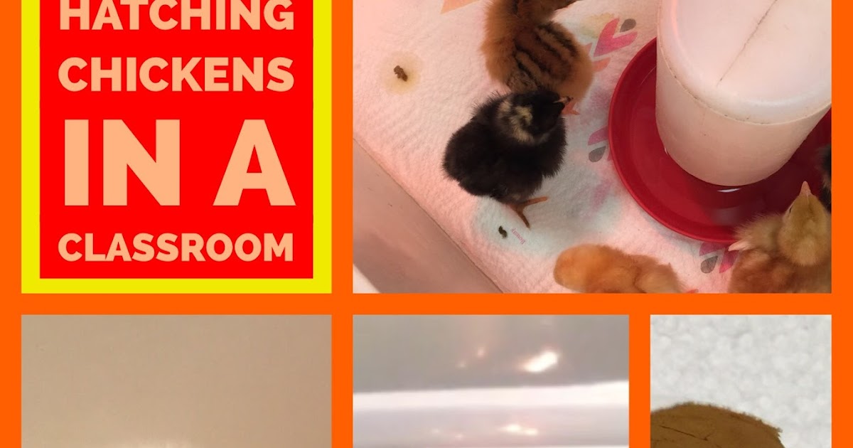 Learning Lessons With Amy Labrasciano: Hatching Chickens in a Classroom