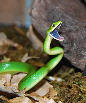 Enciclopedia del Terrario: Opheodrys aestivus, la culebra verde ...