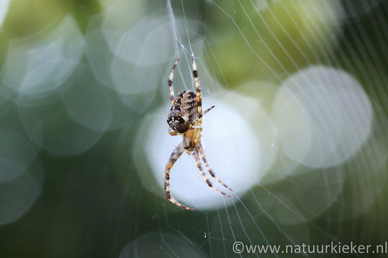 De Kruisspin- Araneus diadematus