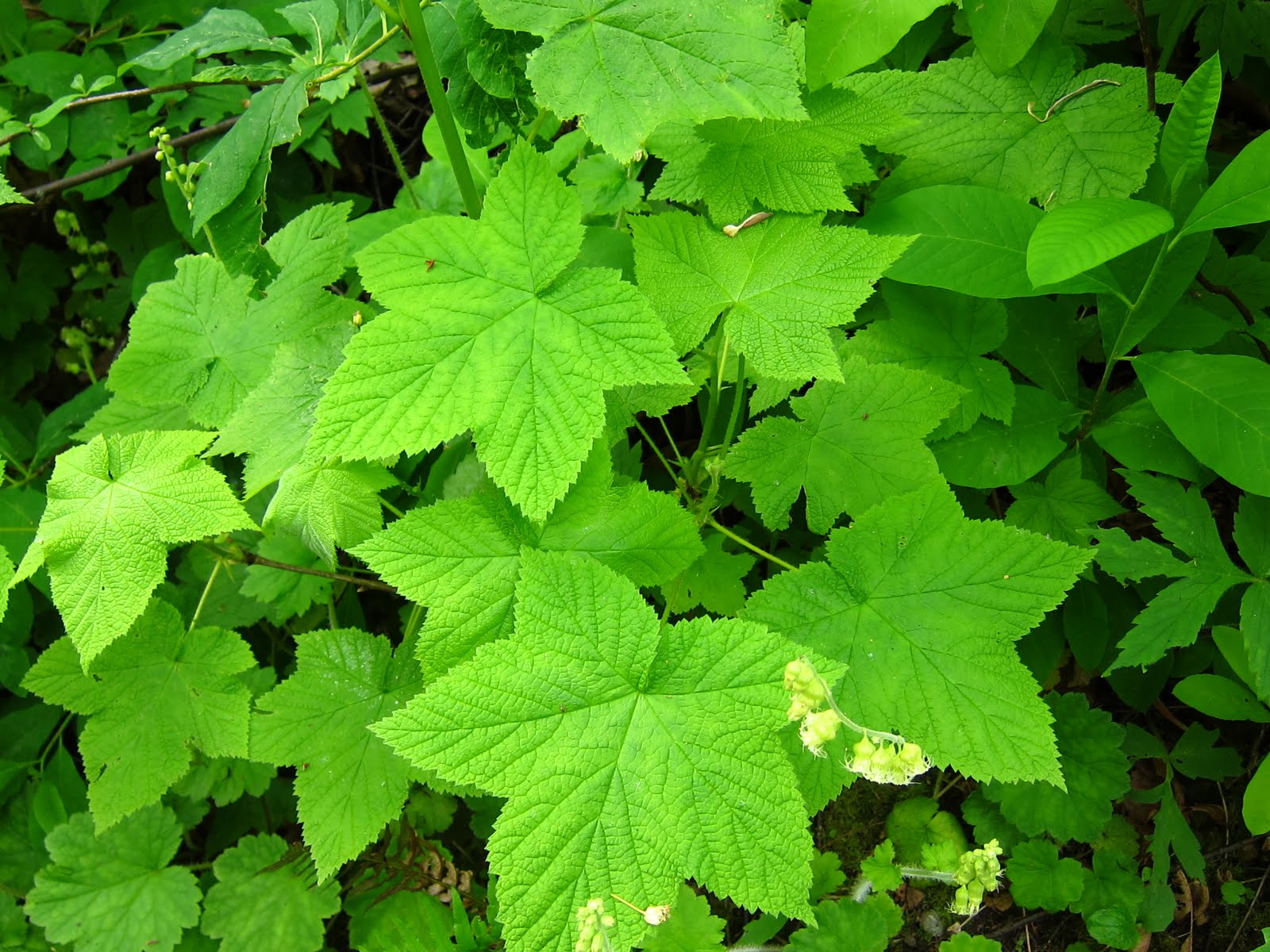 Pacific Northwest Seasons: An Authentic Pacific Northwest Spring: Go ...