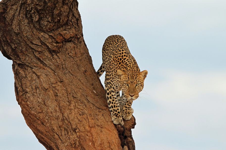 Incredible Examples Of Wildlife Photography incredible-examples-of-wildlife-photography
