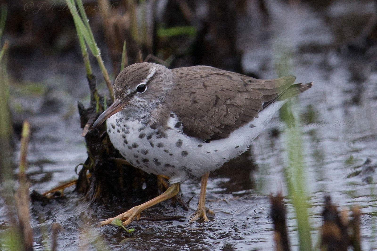 Joe Pender Wildlife Photography: Spotted Sandpiper