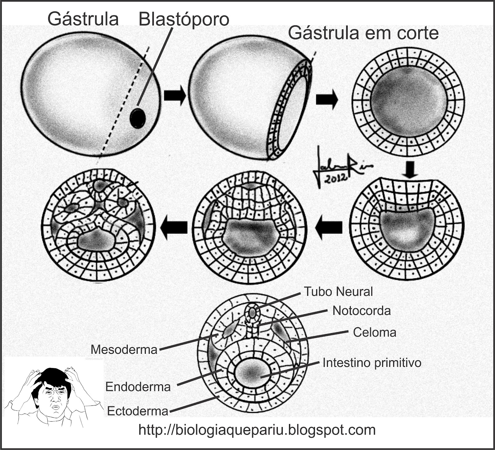 PROFESSOR ADELSON: NOÇÕES DE EMBRIOLOGIA GERAL E HUMANA