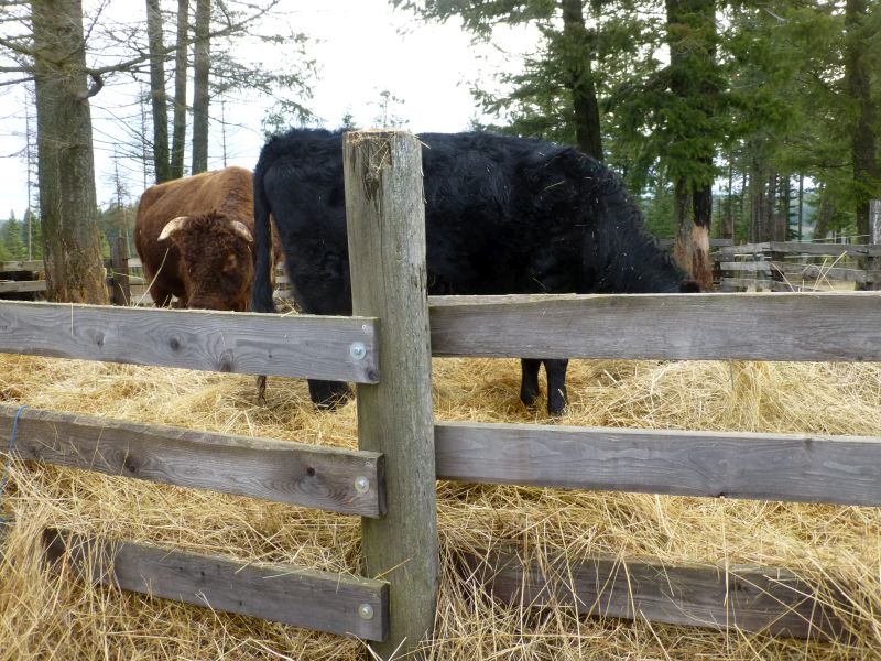 Rural Revolution: Building a bull shed annex