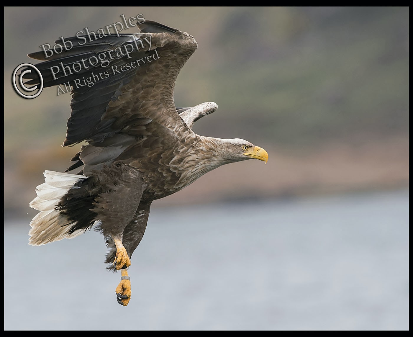 Photography by Bob Sharples: Scotland's Iconic White Tailed Sea Eagles ...