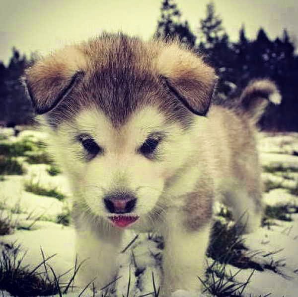 Cute dogs - part 61 (50 pics) | Amazing Creatures