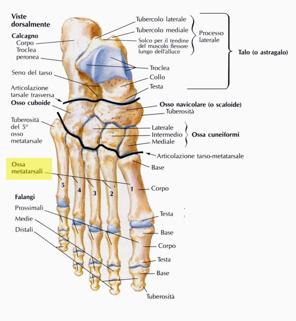 Il metatarso e la legge di Wolff