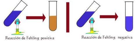 Practica sobre el reactivo de Fehling y reconocimiento de glúcidos ...