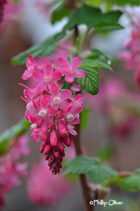 My Favorite Plant This Week - Red Flowering Currant