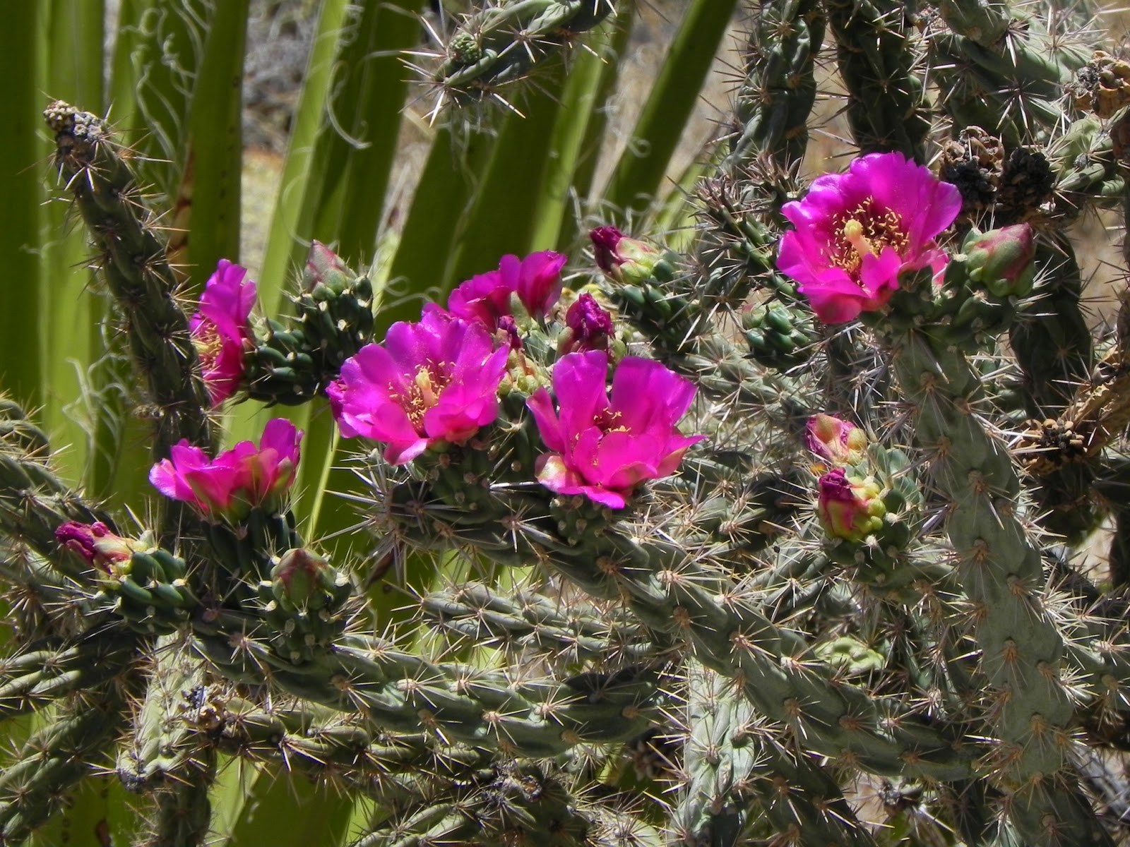 Wildflower Wanderings: Cholla Cactus