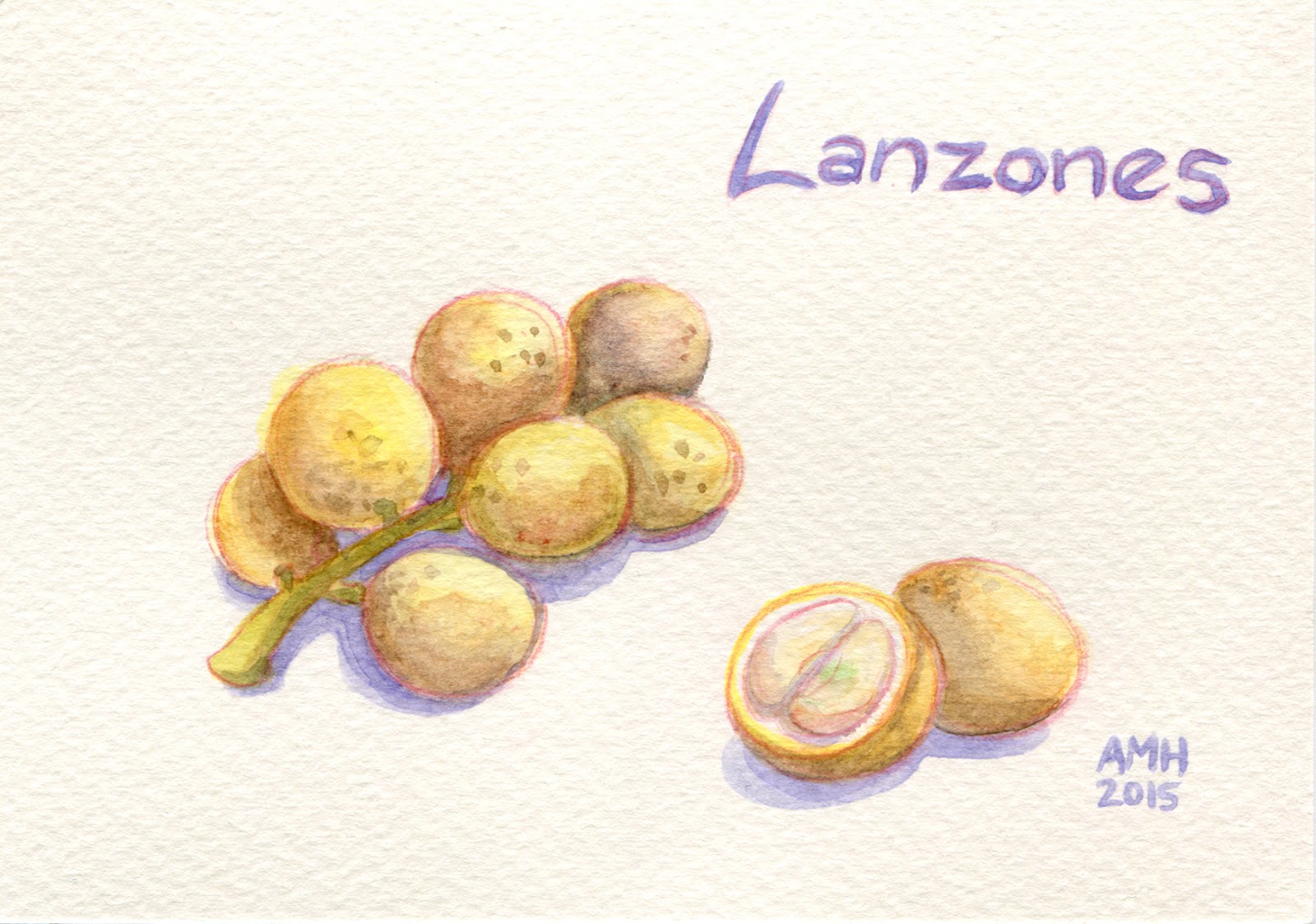 Alisa's Sketches: Mangosteen and Lanzones