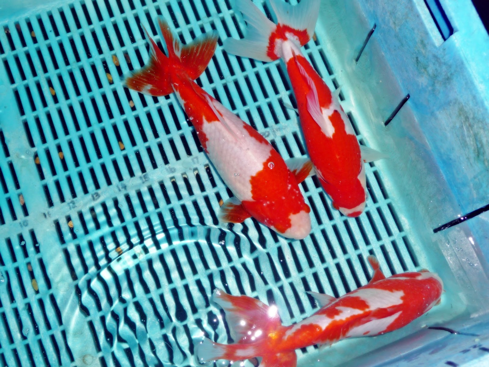 Mas koki wakin - Akuarium Ikan Hias