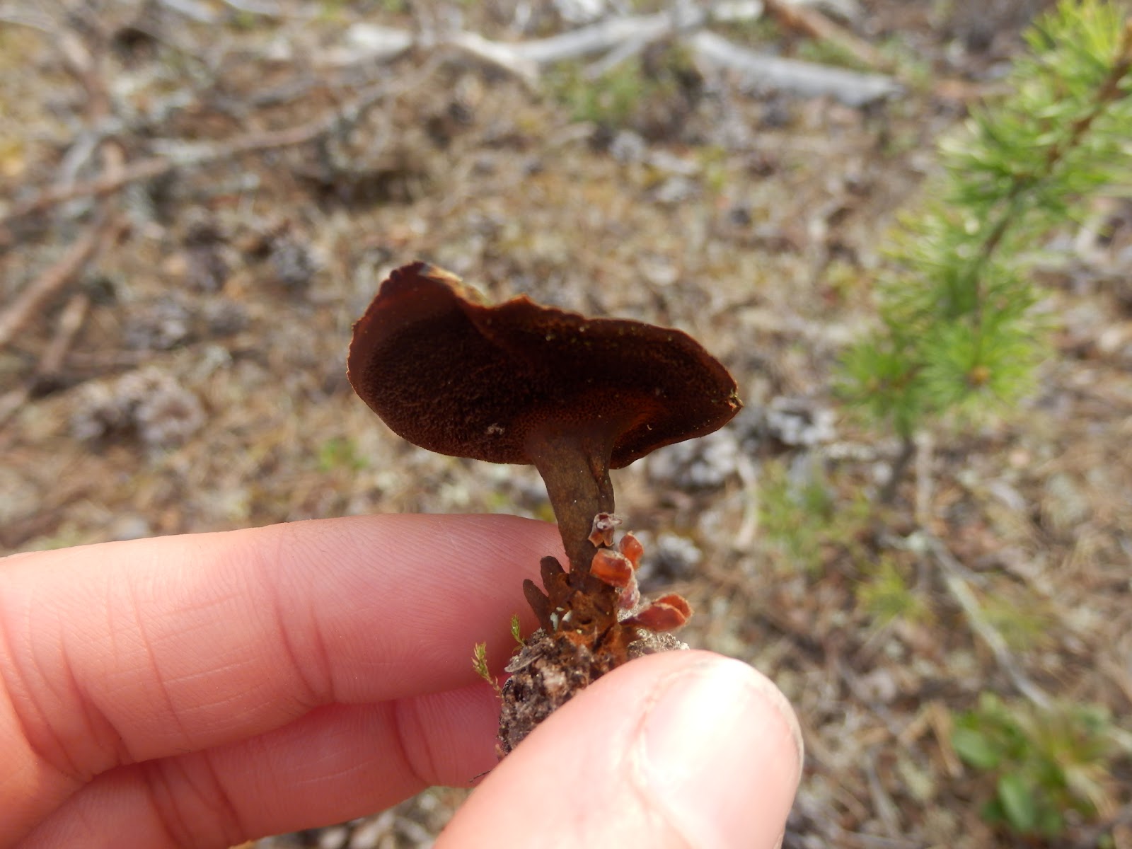 Misidentifying Fungi: June 2016