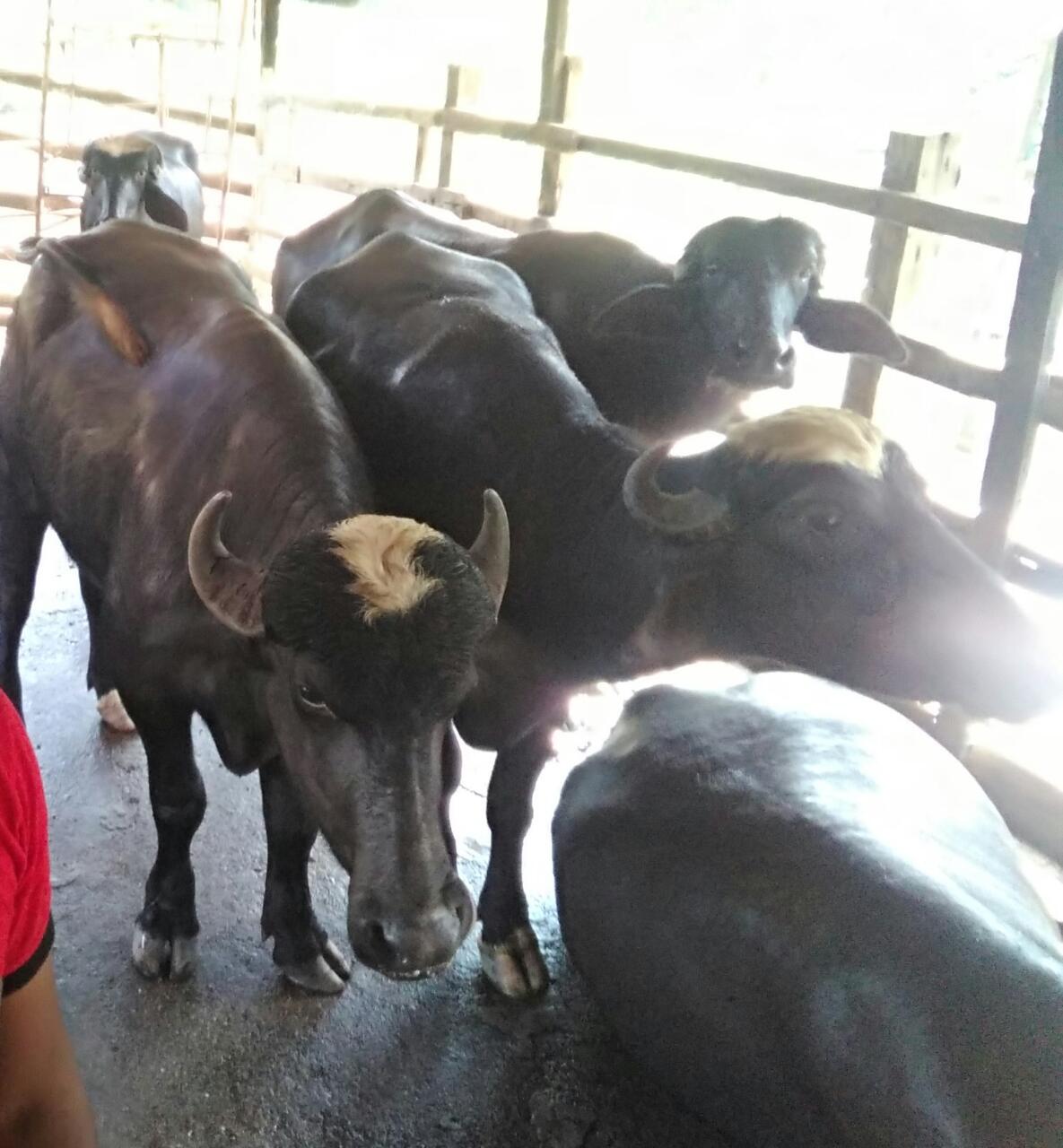 Kebau Sapi ( Buffalo Murrah ) Kerbau Susu Malaysia