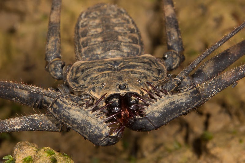 Real Monstrosities: Tailless Whip Scorpion