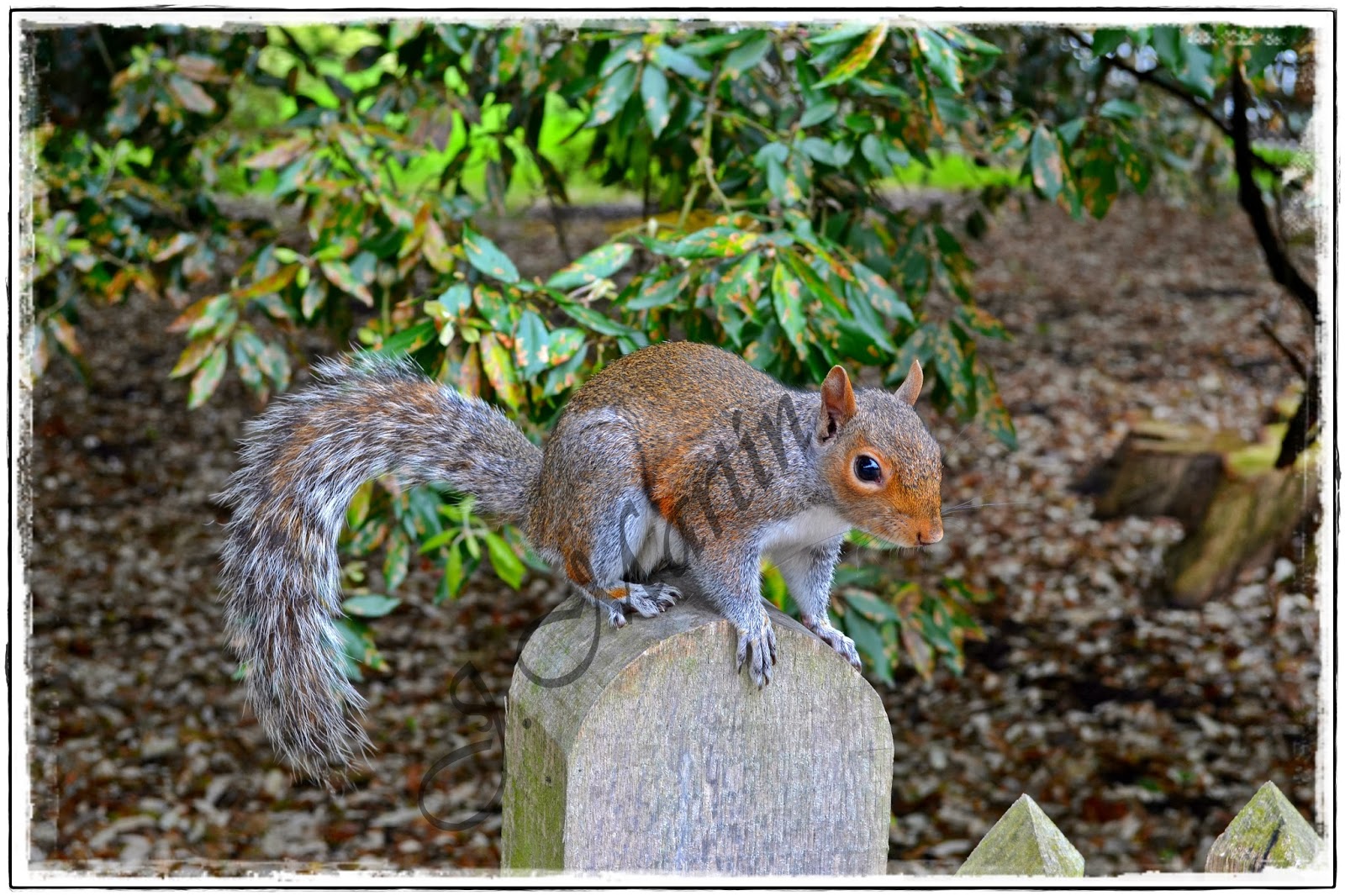 La lata de membrillo: Ardillas en un parque de Londres