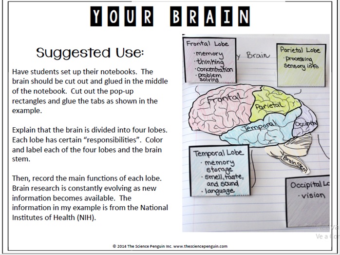 CBM Ntra. Sra. de Atocha: Task 1: brain