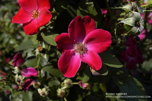 Digital Flower Pictures.com: Red Shrub Rose