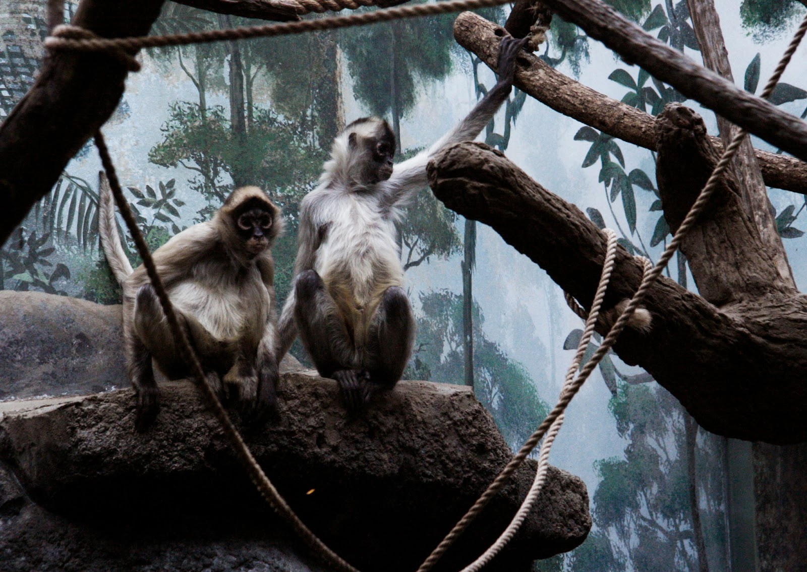 Etnografía: Monkeys at the Como Zoo