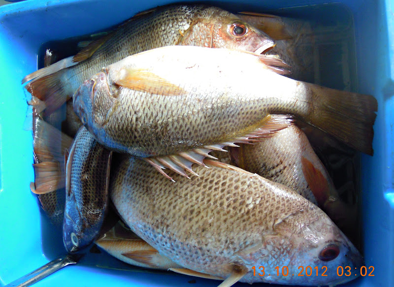 lizjournal ...: Mari Mengenal Ikan - Jeram