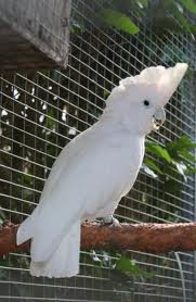 La fauna de Tais: Las Cacatúas