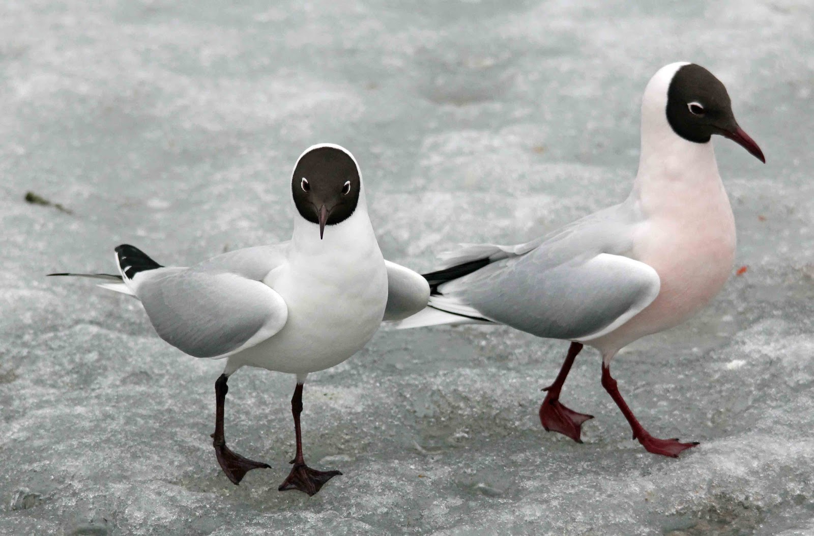 OSLO BIRDER: Oslo Birding