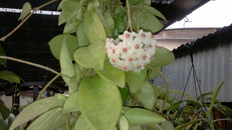 SEKILAU one: Dalam pasu ada bunga