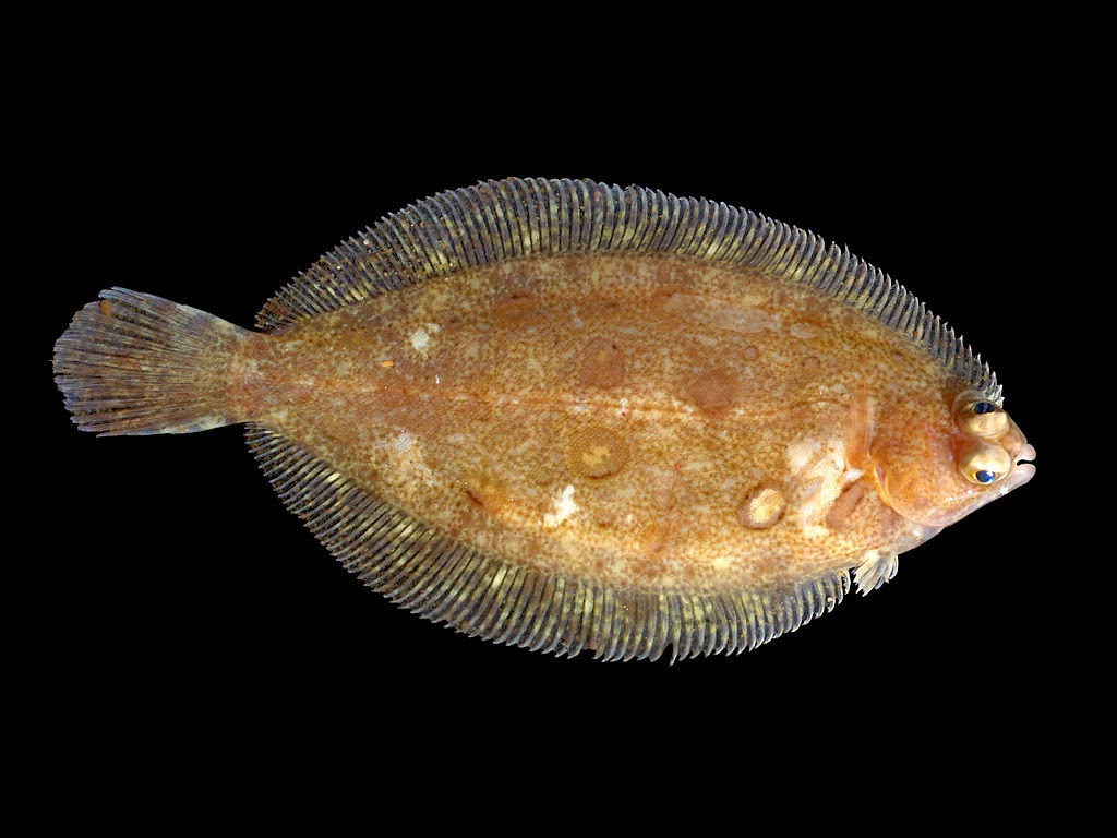 Artes de Pesca: PLEURONECTIFORMES