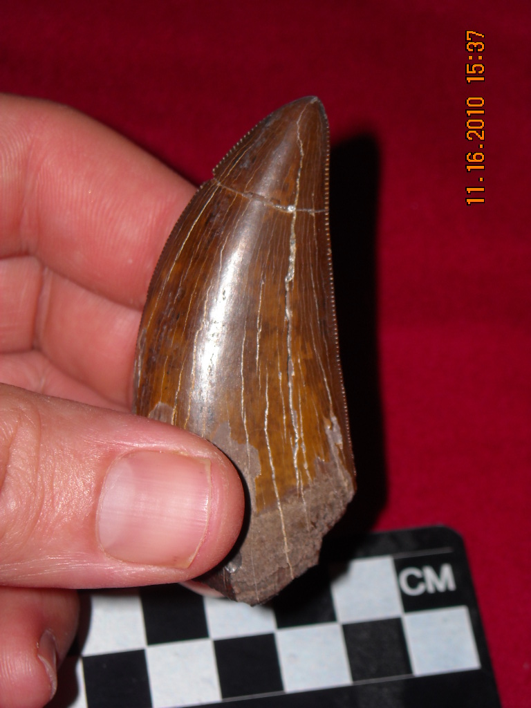 Fossils & Antiques: Dinosaur tooth / teeth for sale