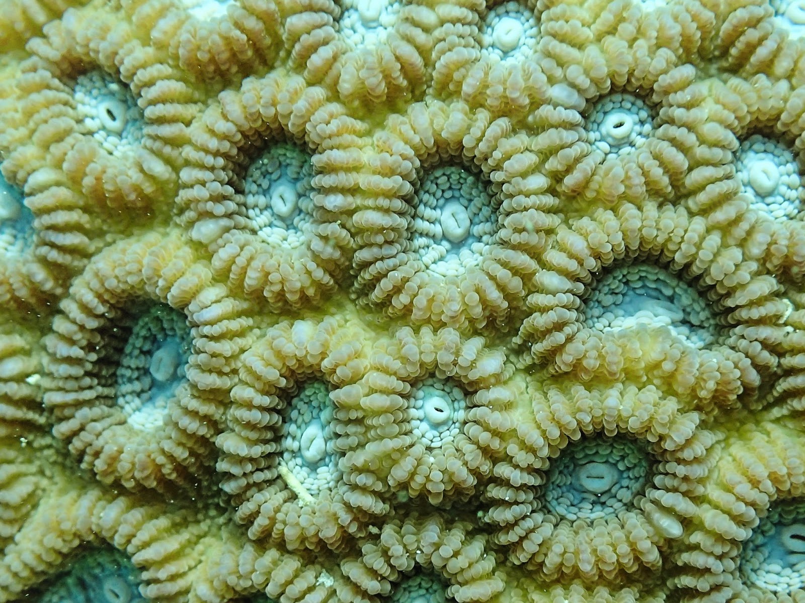 A short story about corals #1