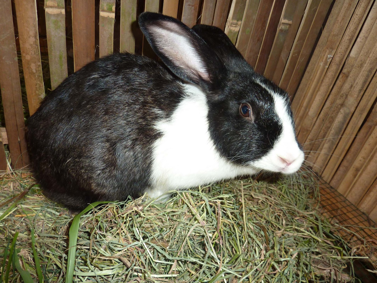 Ternak Kelinci: Mengapa Beternak Kelinci?