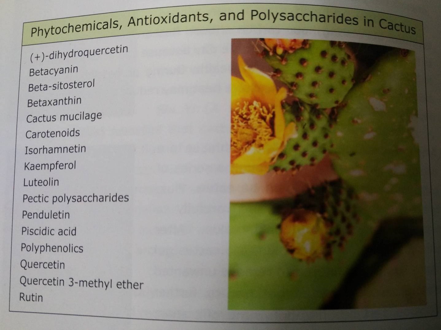 Nutritional Immunology Superfood: Cactus/Cactus Fruit