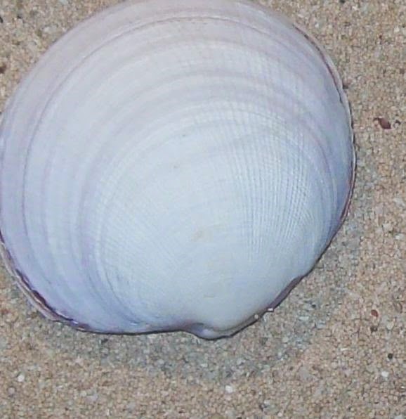 Biology of Animals and Plants: TAKSONOMI HEWAN